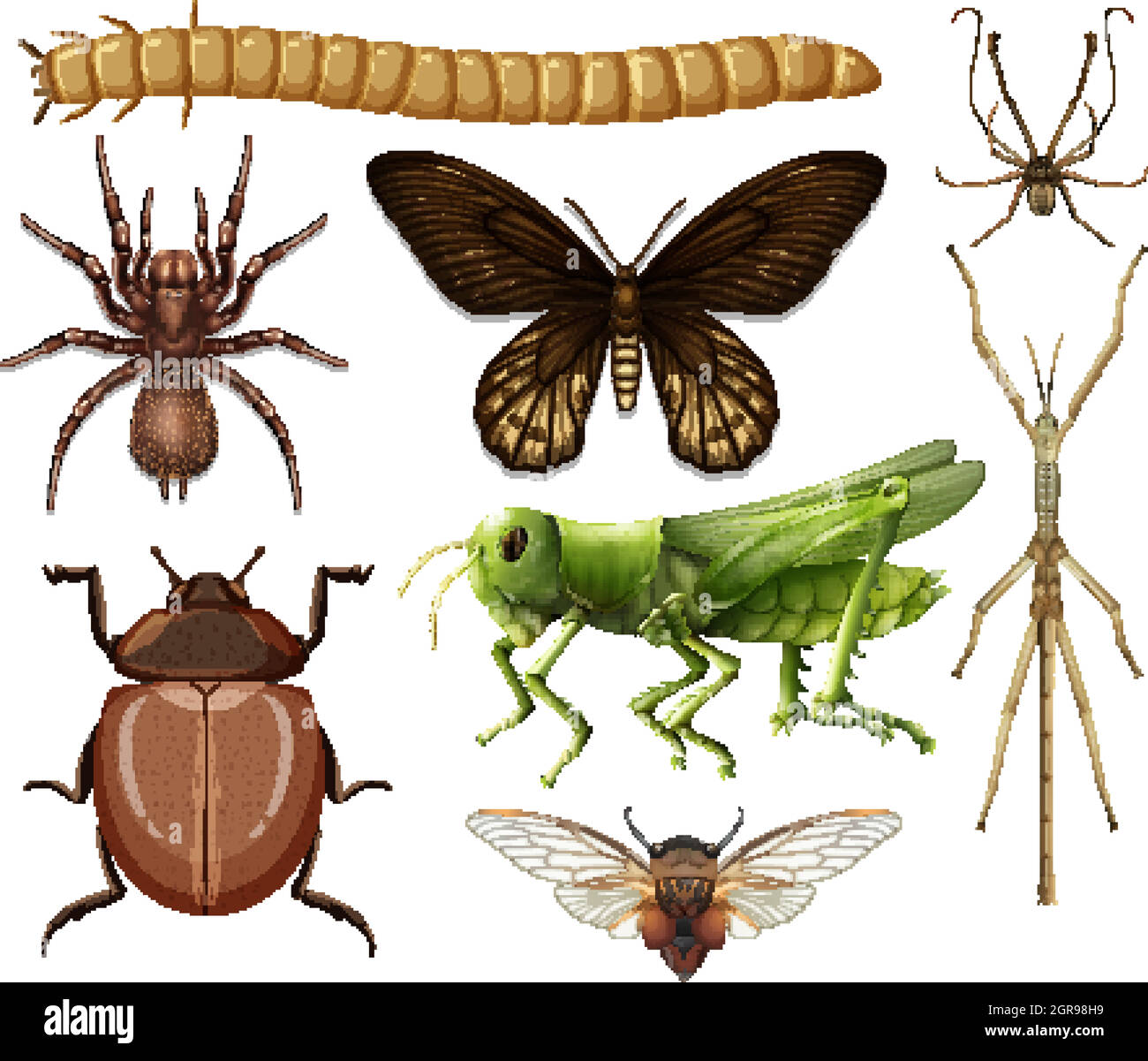 Different insects collection isolated on white background Stock Vector ...