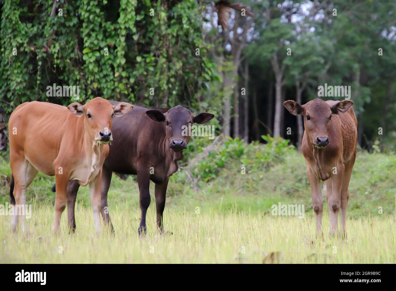 Stag cows hi-res stock photography and images - Alamy