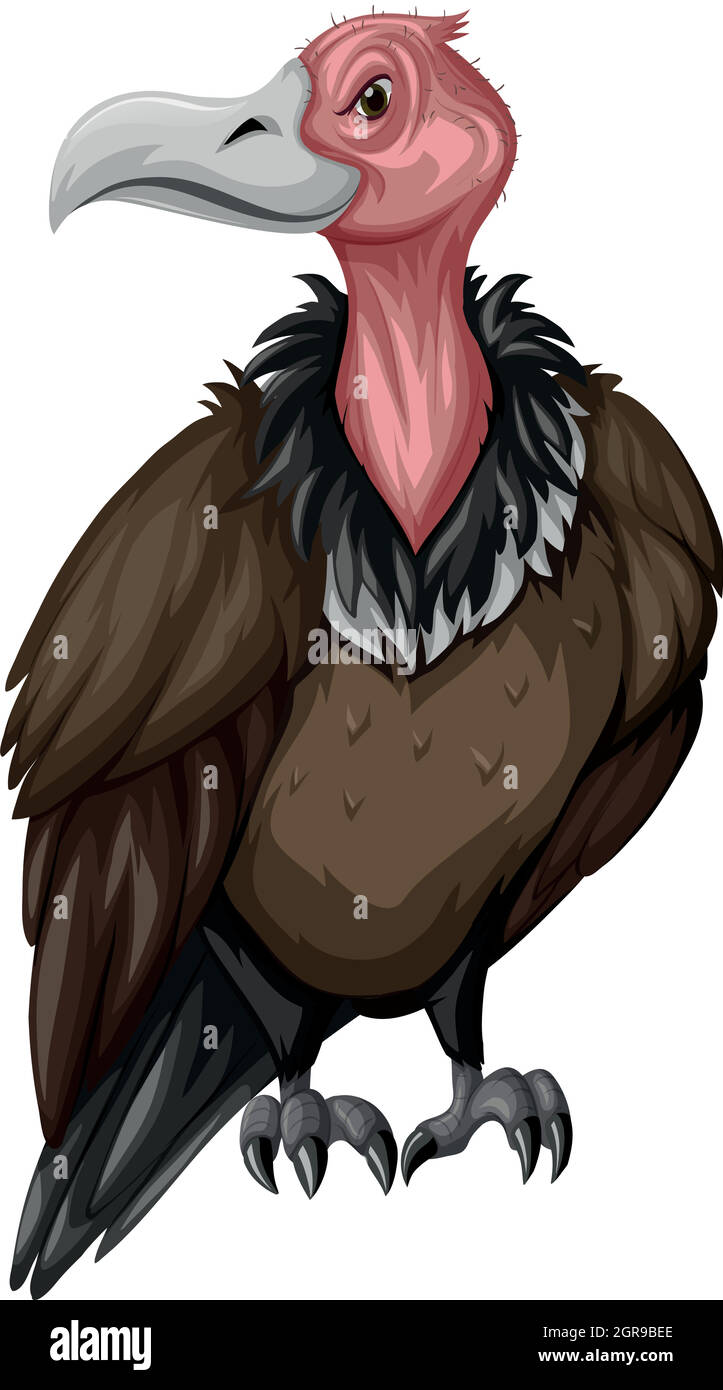 Wild vulture on white background Stock Vector Image & Art - Alamy