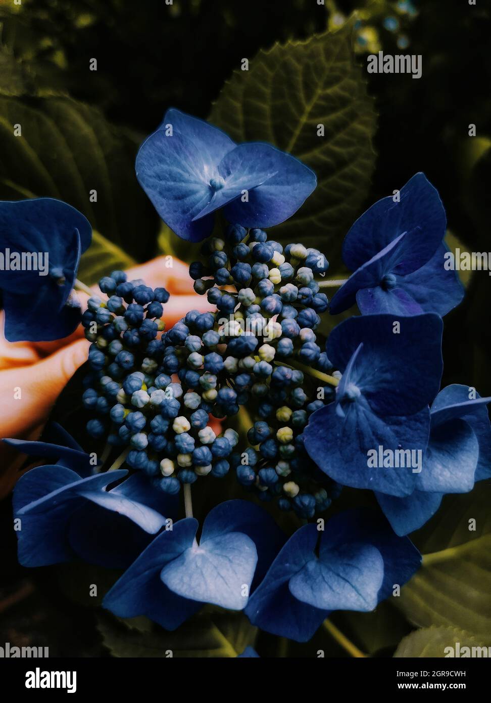 Deep blue flower hi-res stock photography and images - Alamy