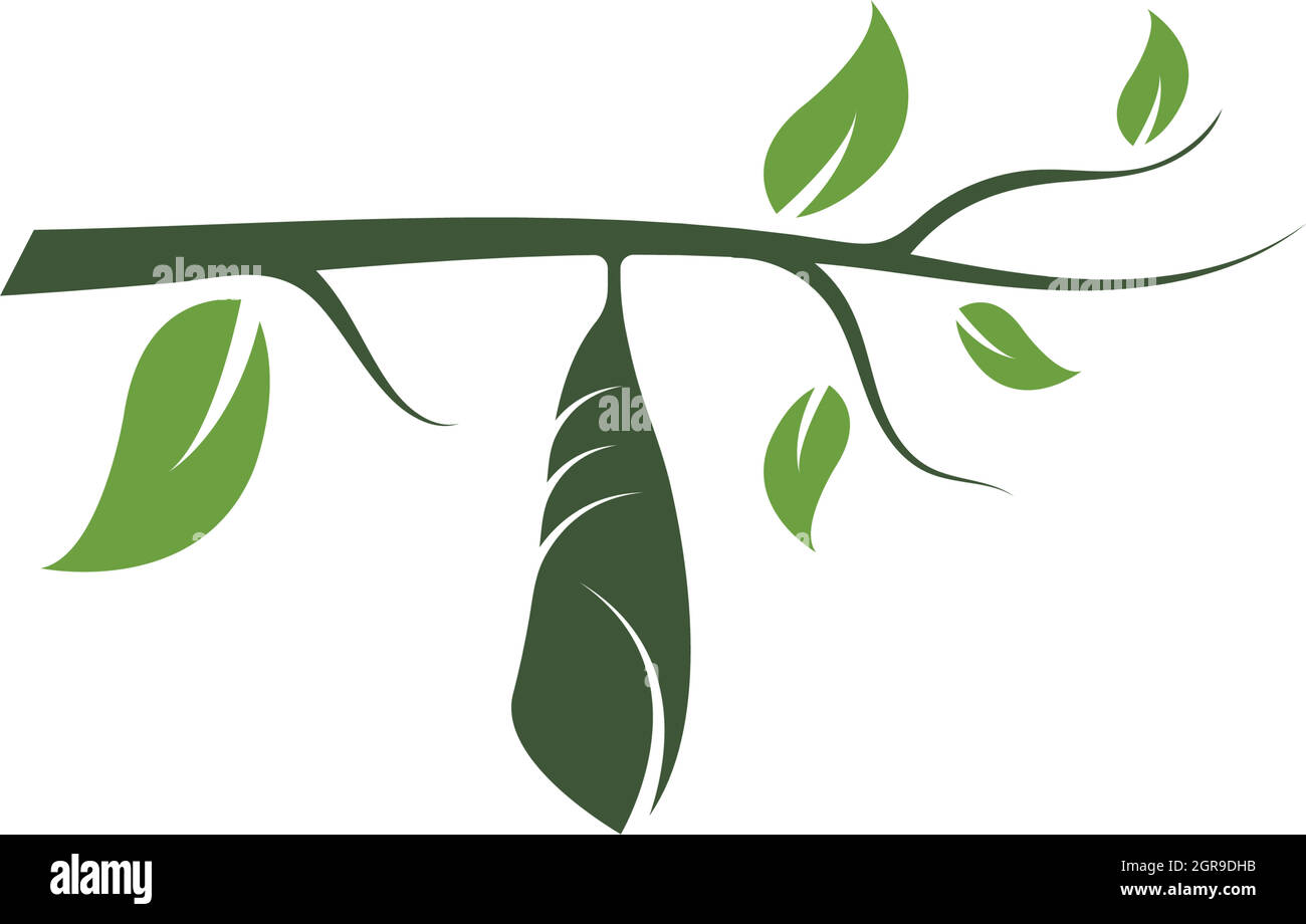 White cocoon Cut Out Stock Images & Pictures - Alamy