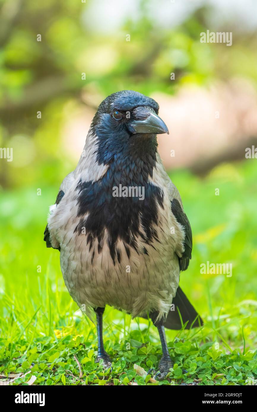 Black crow walks on green lawn. Raven on grass. Wild bird on meadow ...