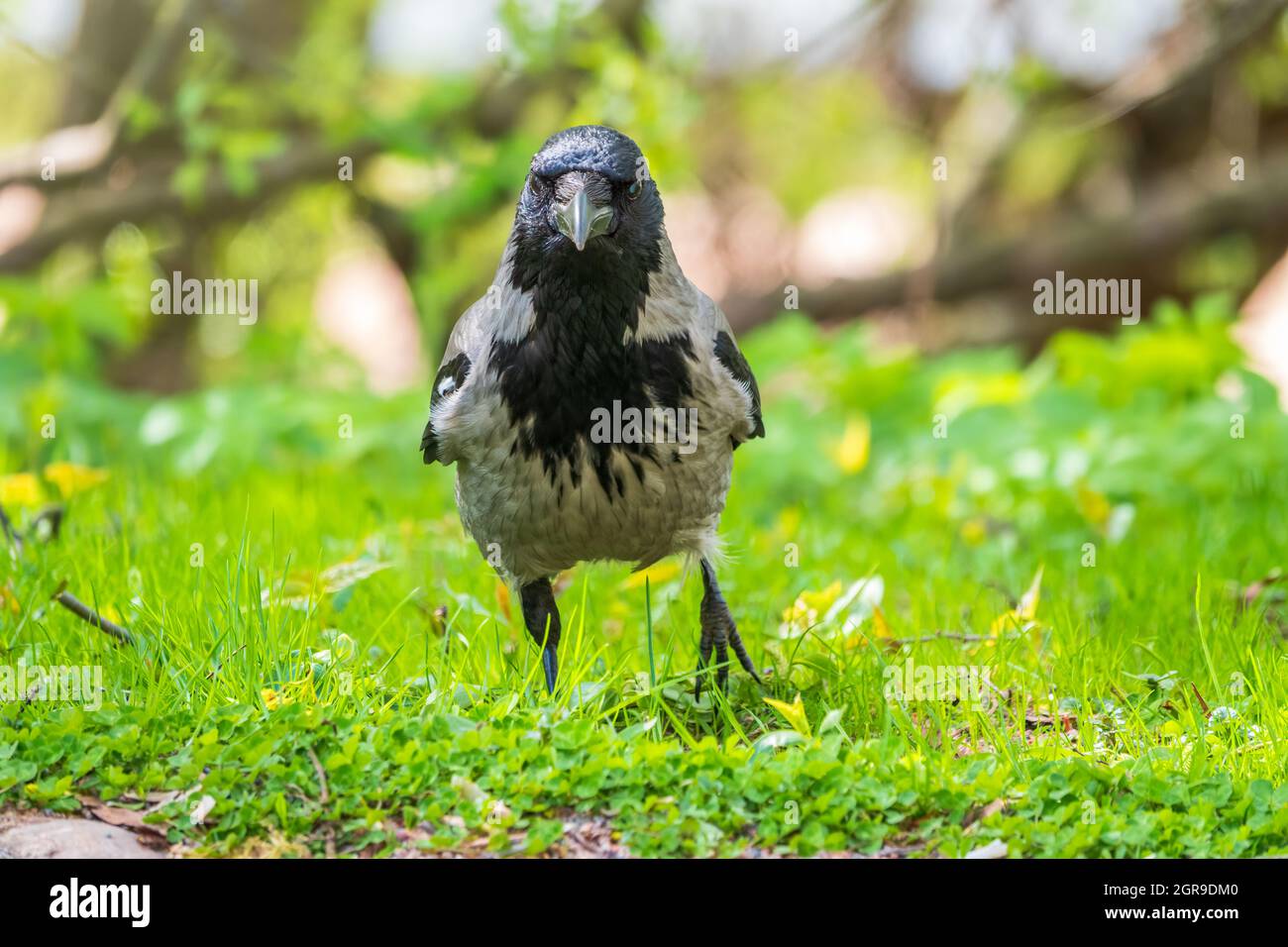 Black crow walks on green lawn. Raven on grass. Wild bird on meadow ...