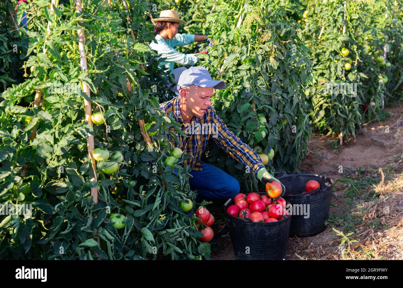 Tomato picker hi-res stock photography and images - Alamy