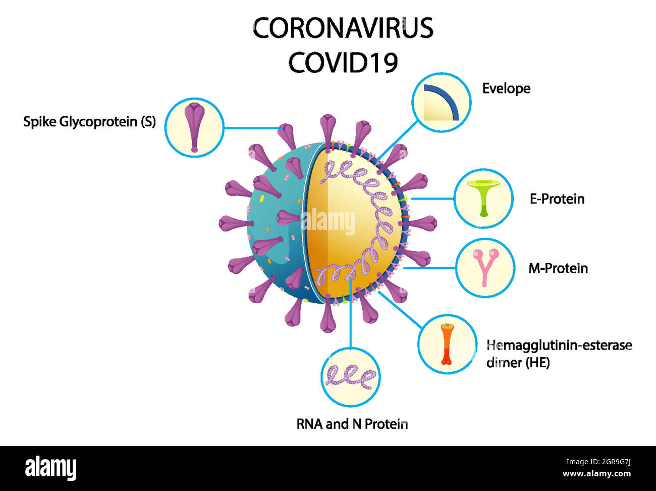 Deadly corona virus Cut Out Stock Images & Pictures - Alamy