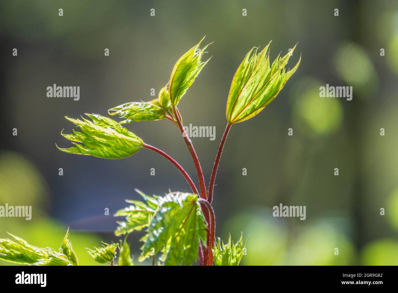 Spring branches of maple tree with fresh green leaves. Spring ...