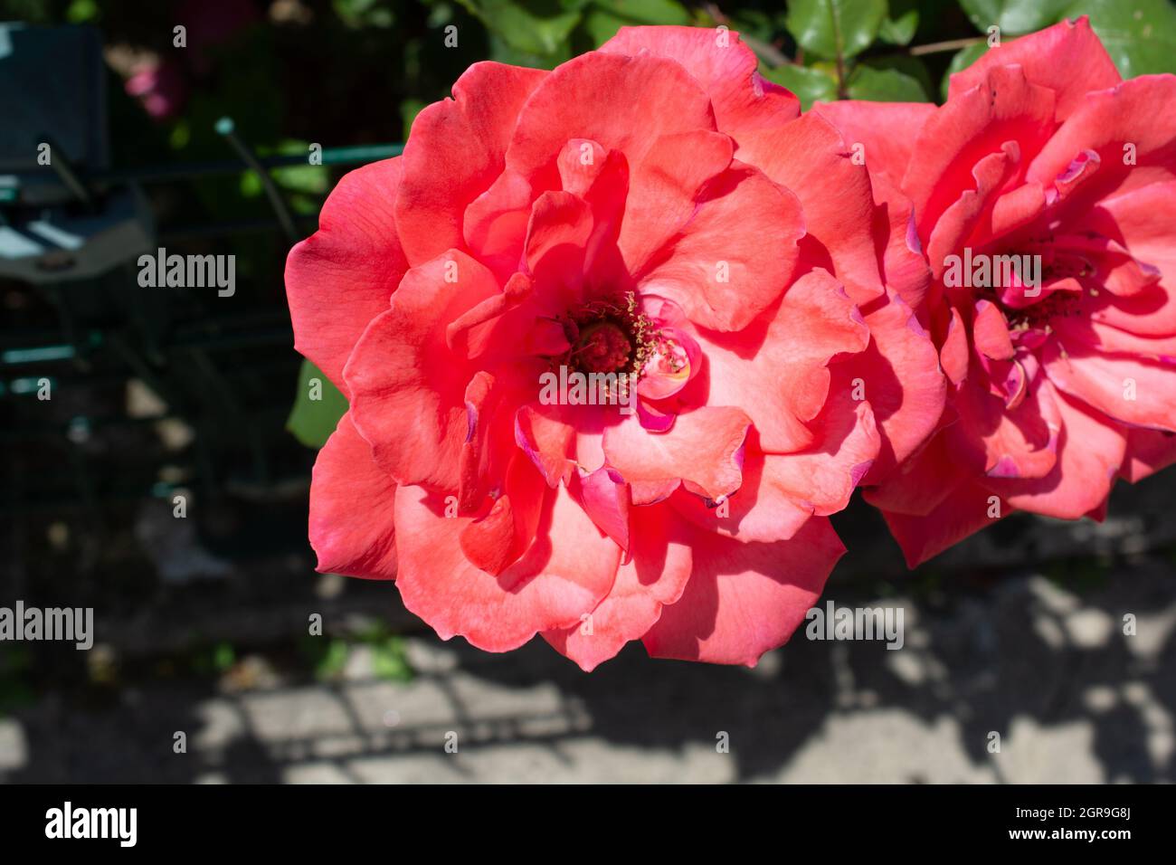 Selective focus growing quince hi-res stock photography and images - Alamy
