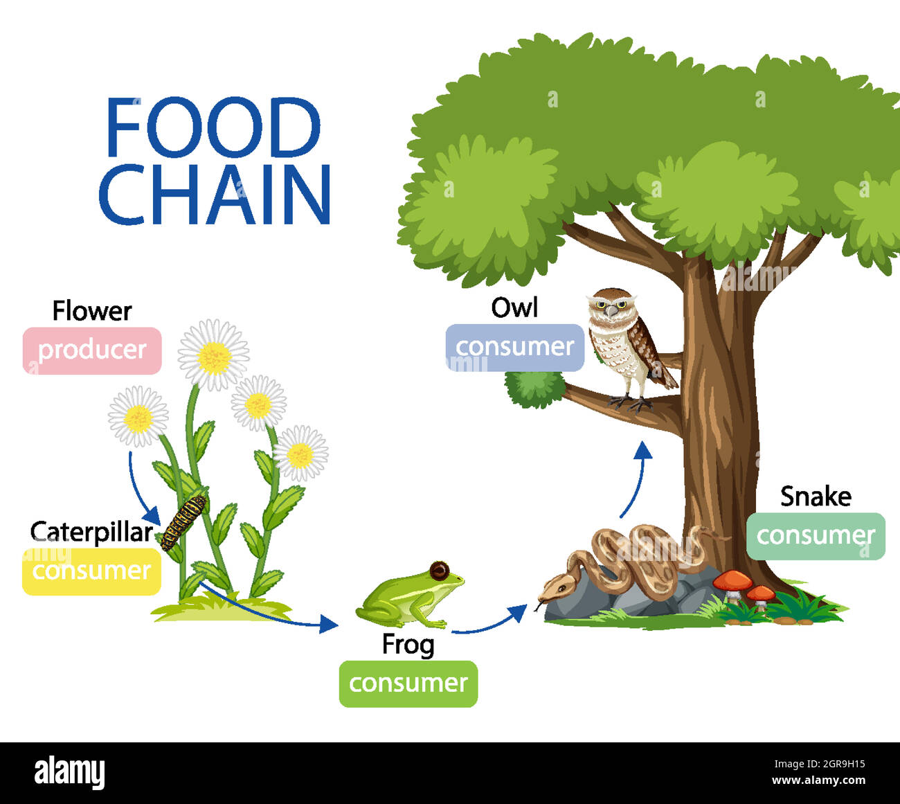 Food chain animals illustration hi-res stock photography and images - Alamy