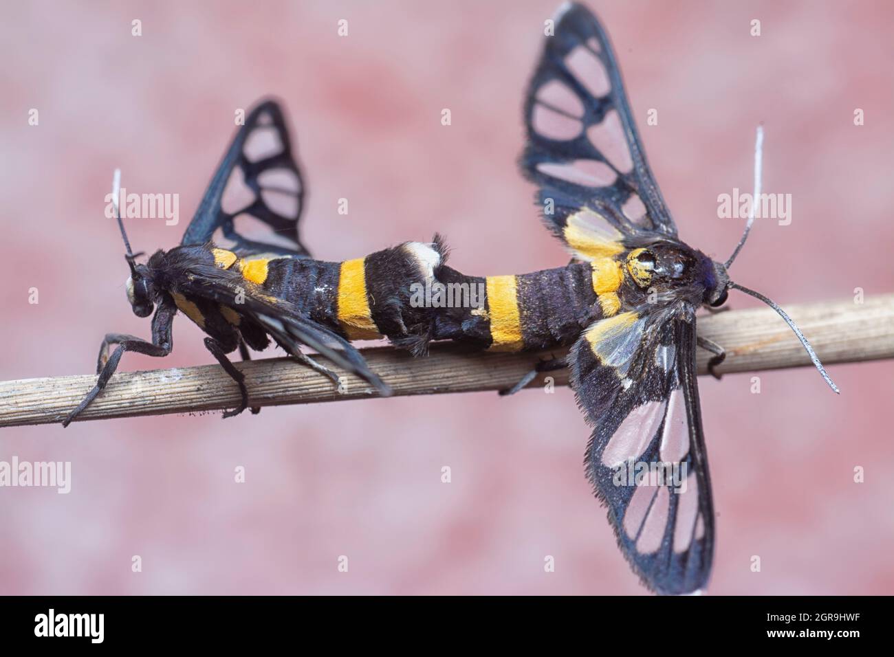 Mating tiger moths hi-res stock photography and images - Alamy