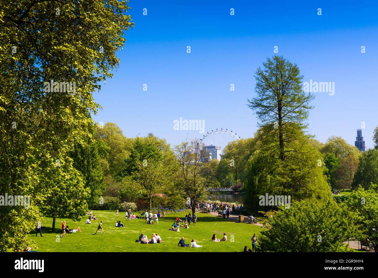 Tree of trees buckingham palace hi-res stock photography and images - Alamy