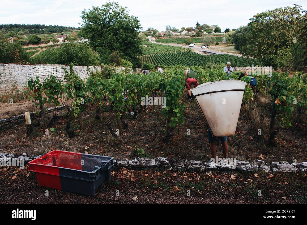 MERCUREY, FRANCE - Aug 25, 2020: A grape vineyard for the Burgundy wine ...