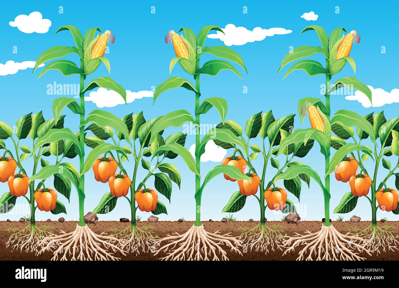 A Farming Plants and Root Stock Vector Image & Art - Alamy
