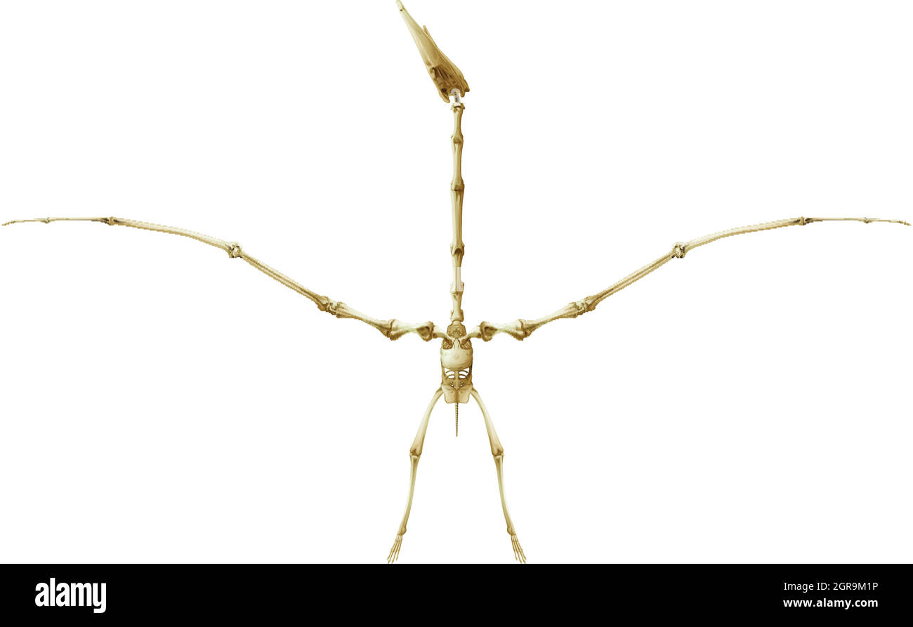Pterodactyl Skeleton Pterodactyl Skeleton Hi Res Stock Photography And