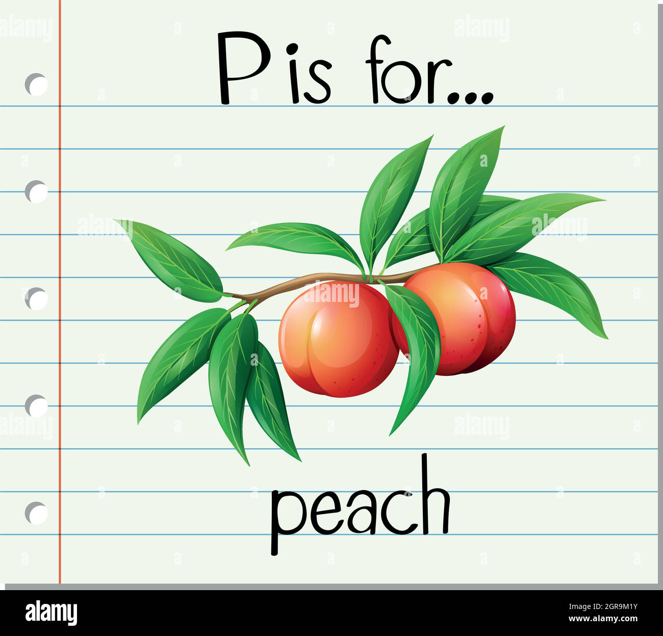 Flashcard letter P is for peach Stock Vector Image & Art - Alamy