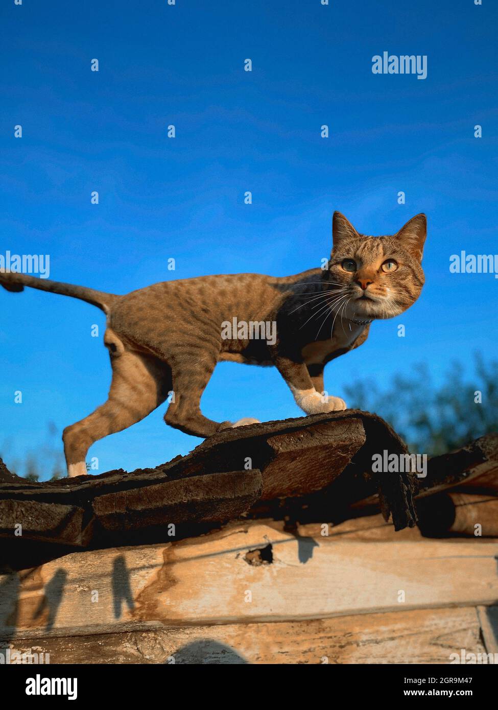 Alpha cats hi-res stock photography and images - Alamy