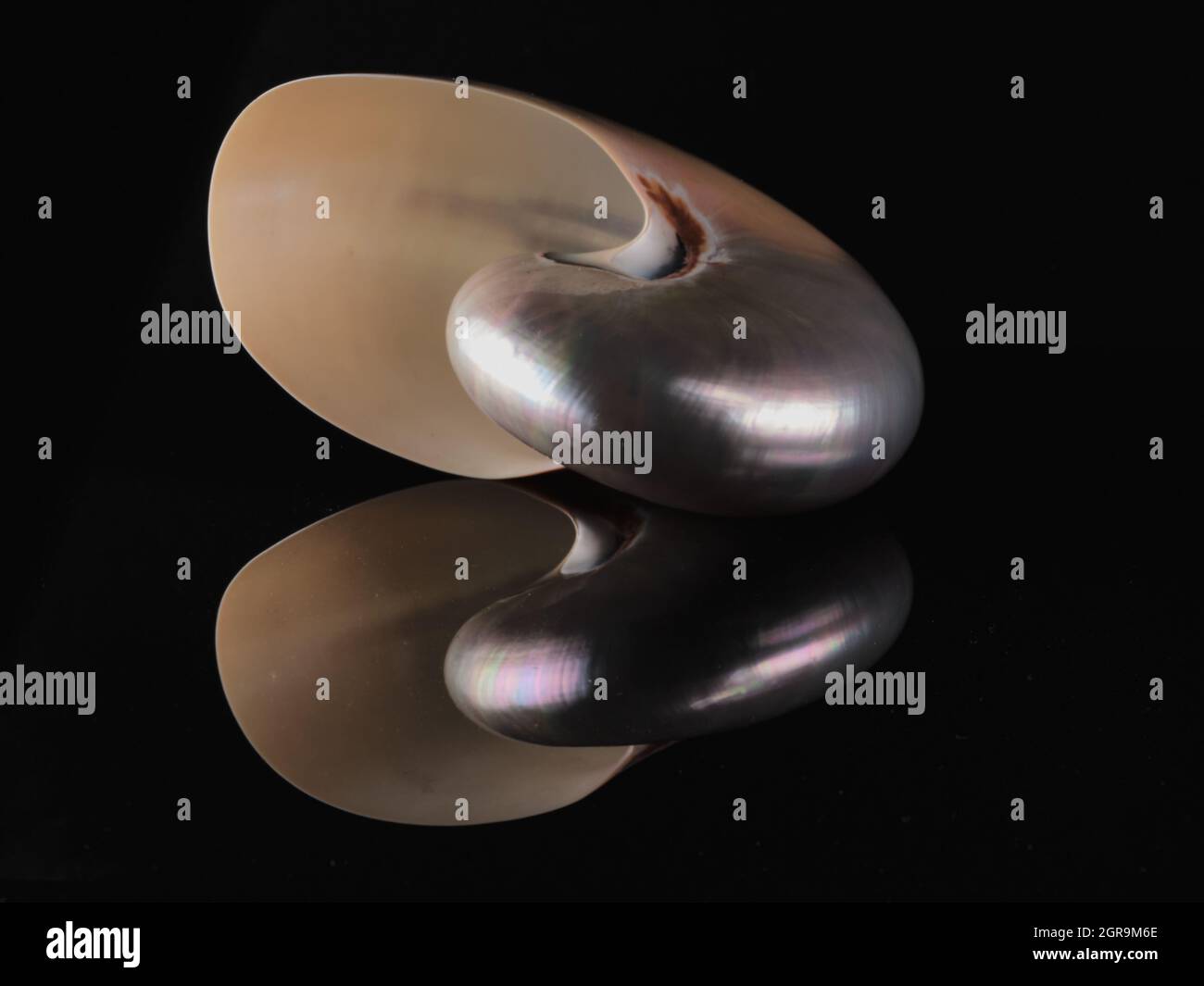 Mother-of-pearl shell dark background reflect Stock Photo - Alamy