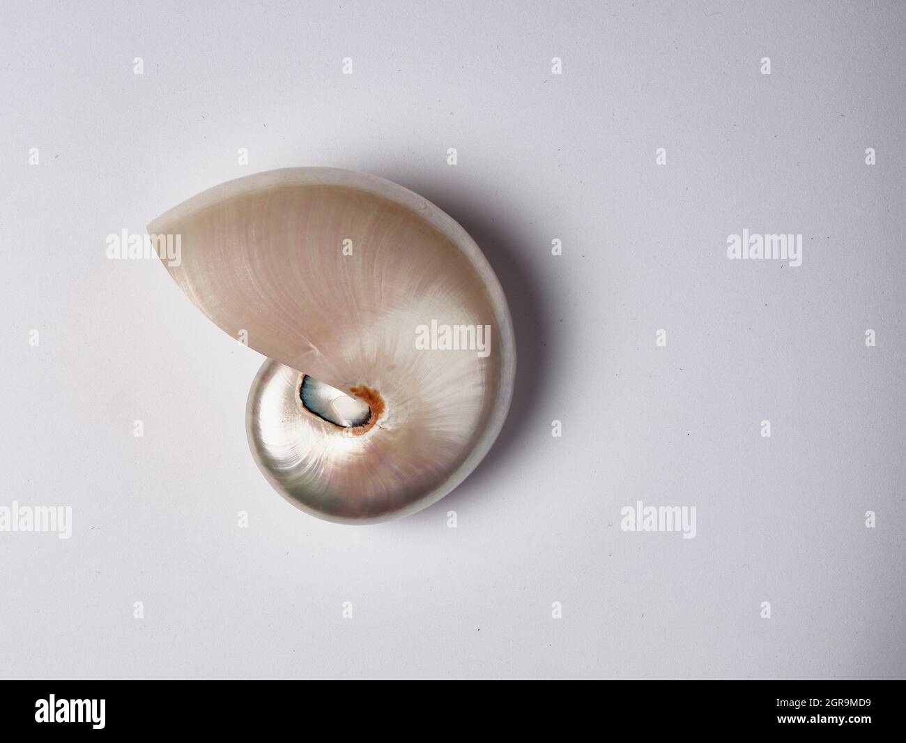 mother-of-pearl shell with white background Stock Photo - Alamy