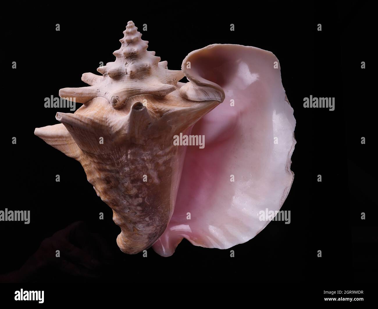 Conch skeleton hi-res stock photography and images - Alamy