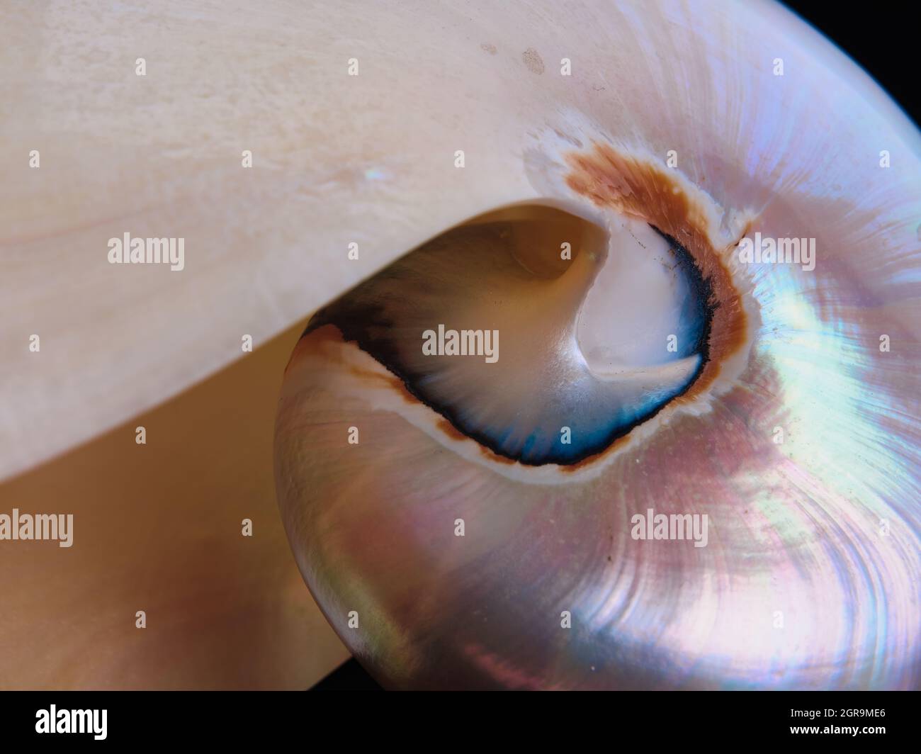 macro mother-of-pearl shell with blue and pink details Stock Photo - Alamy
