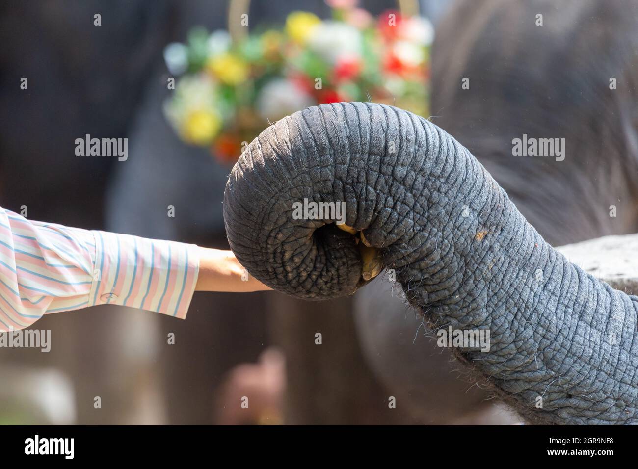 Cartoon animal safari hi-res stock photography and images - Alamy