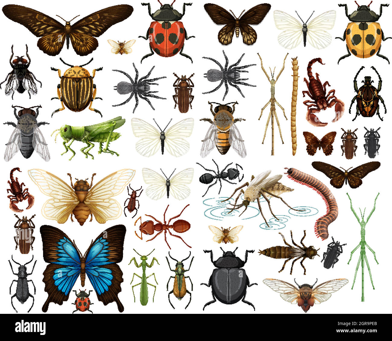 Different insects collection isolated on white background Stock Vector ...