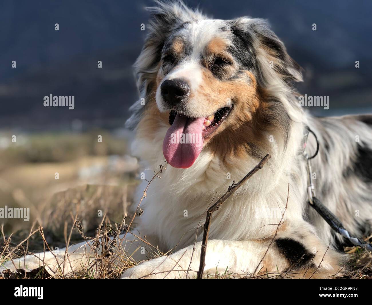 Border collie and australian shepherd hi-res stock photography and ...