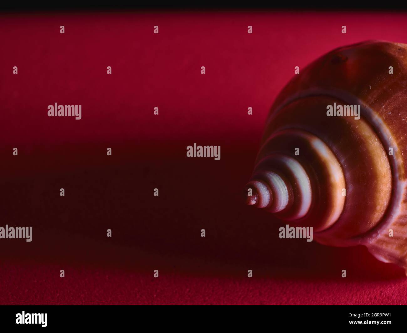 seashell detail in dark red background Stock Photo - Alamy