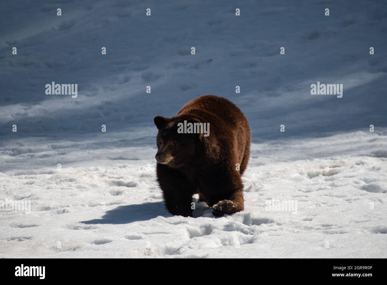 Canada grizzly bear snow hi-res stock photography and images - Alamy