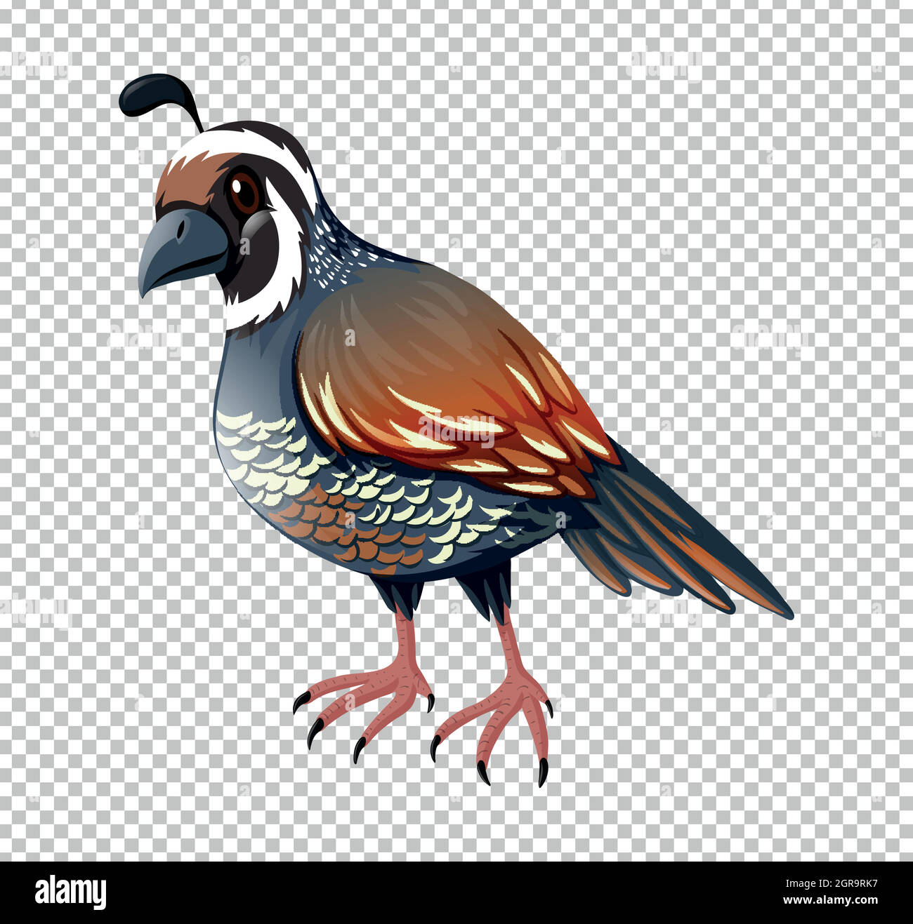Wild quail on transparent background Stock Vector Image & Art - Alamy