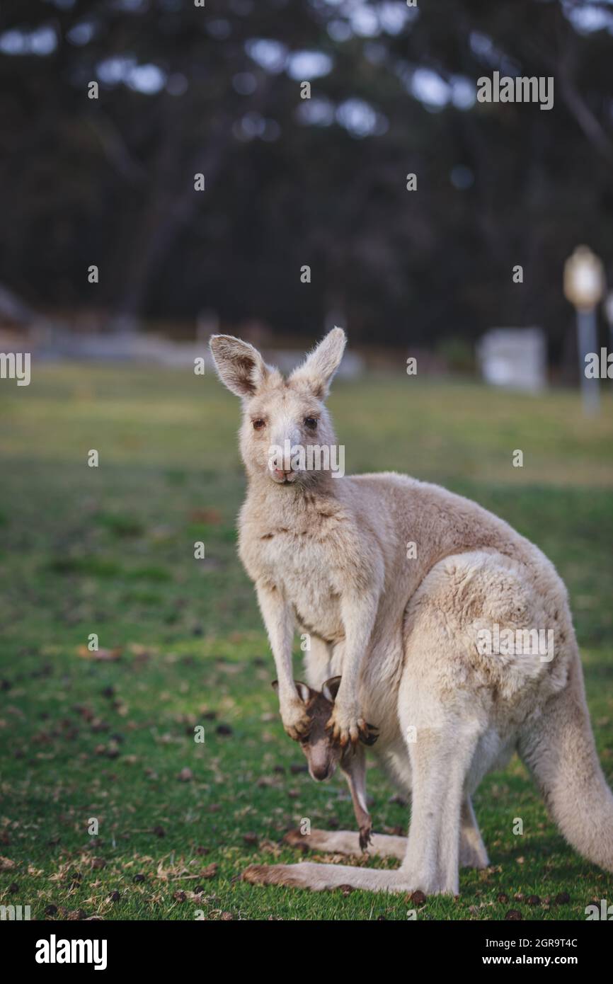 White kangaroo grazing with her joey Stock Photo - Alamy