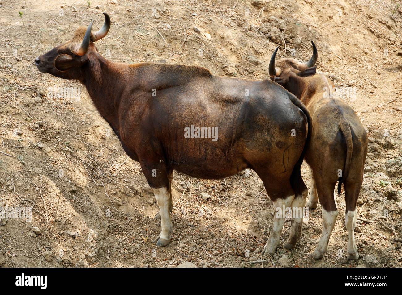 Indian gaur face hi-res stock photography and images - Alamy