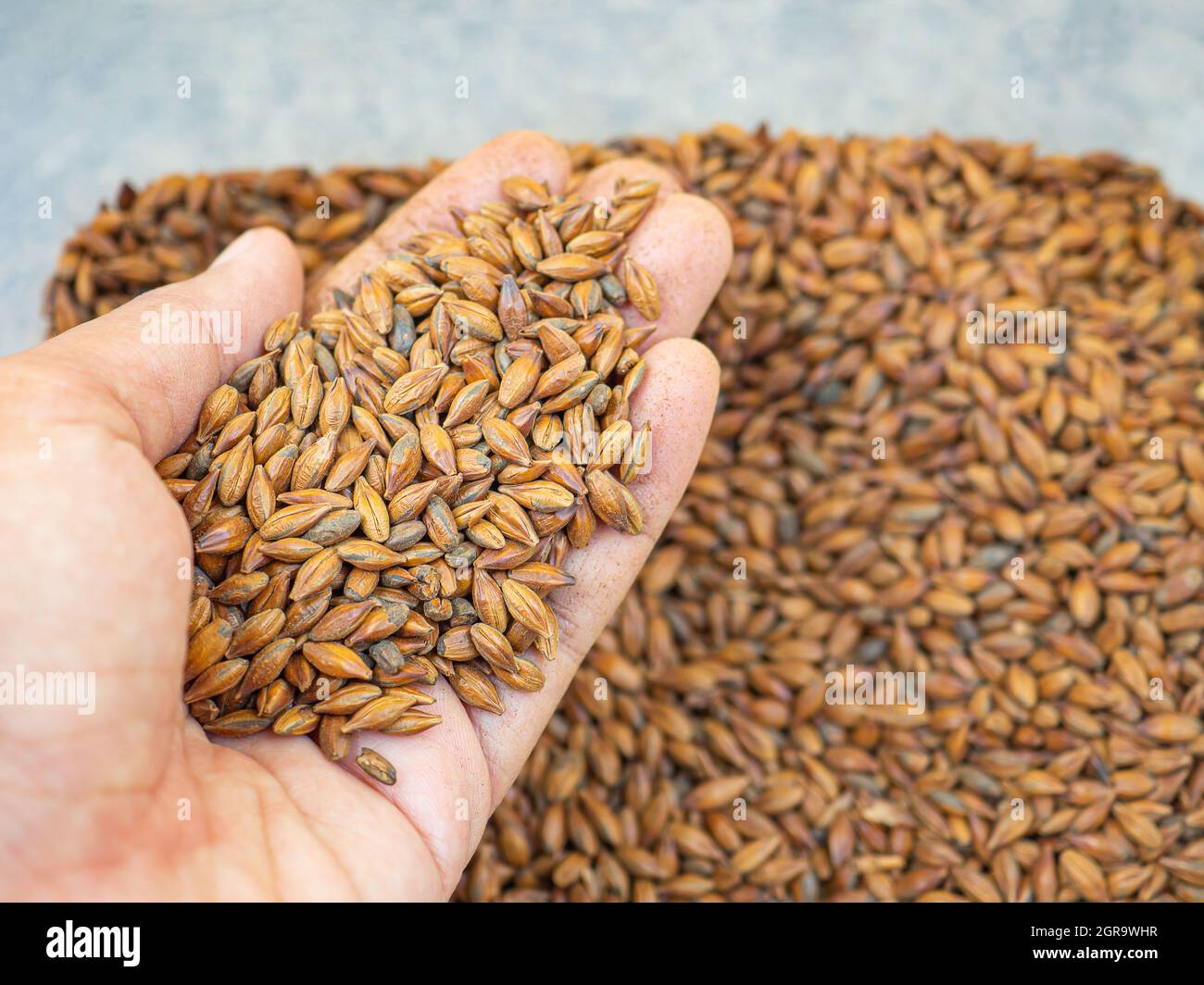 Rai production hi-res stock photography and images - Alamy