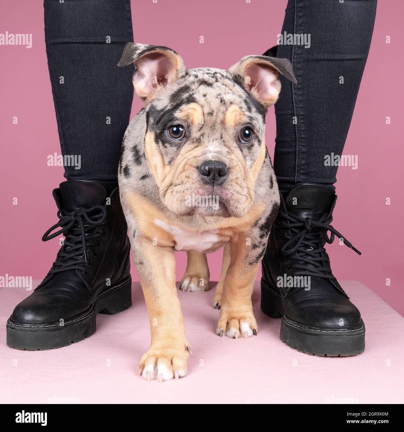 English bulldog between legs hi-res stock photography and images - Alamy