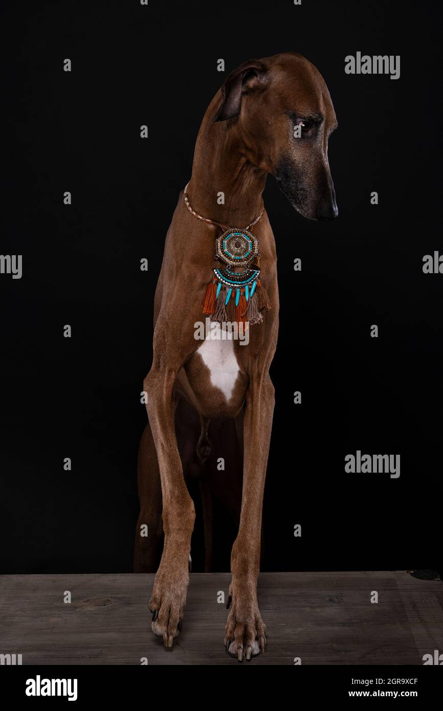 African hound hi-res stock photography and images - Alamy