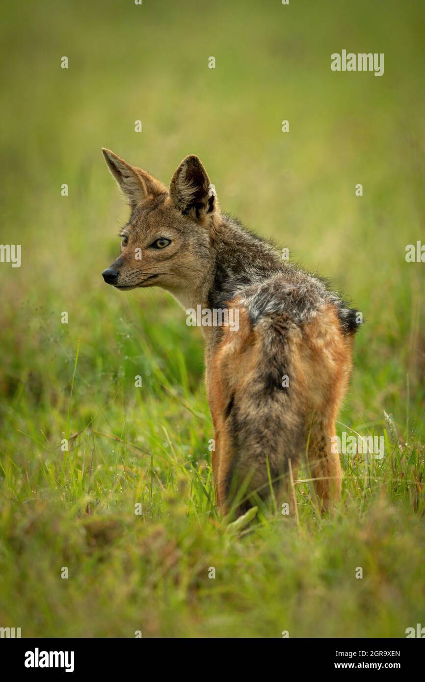Jackal Head High Resolution Stock Photography and Images - Alamy