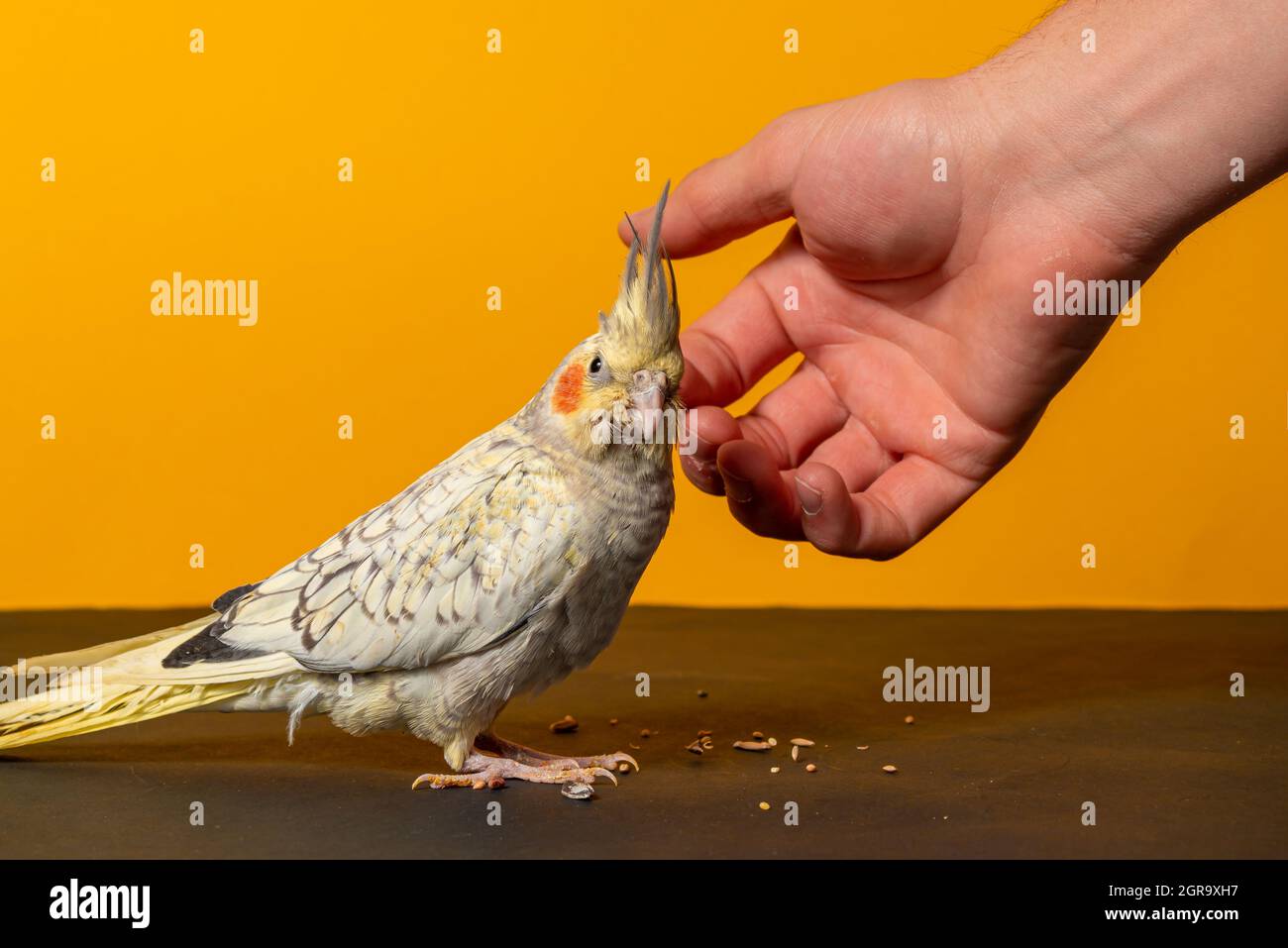 Cockatiel hand hi-res stock photography and images - Alamy