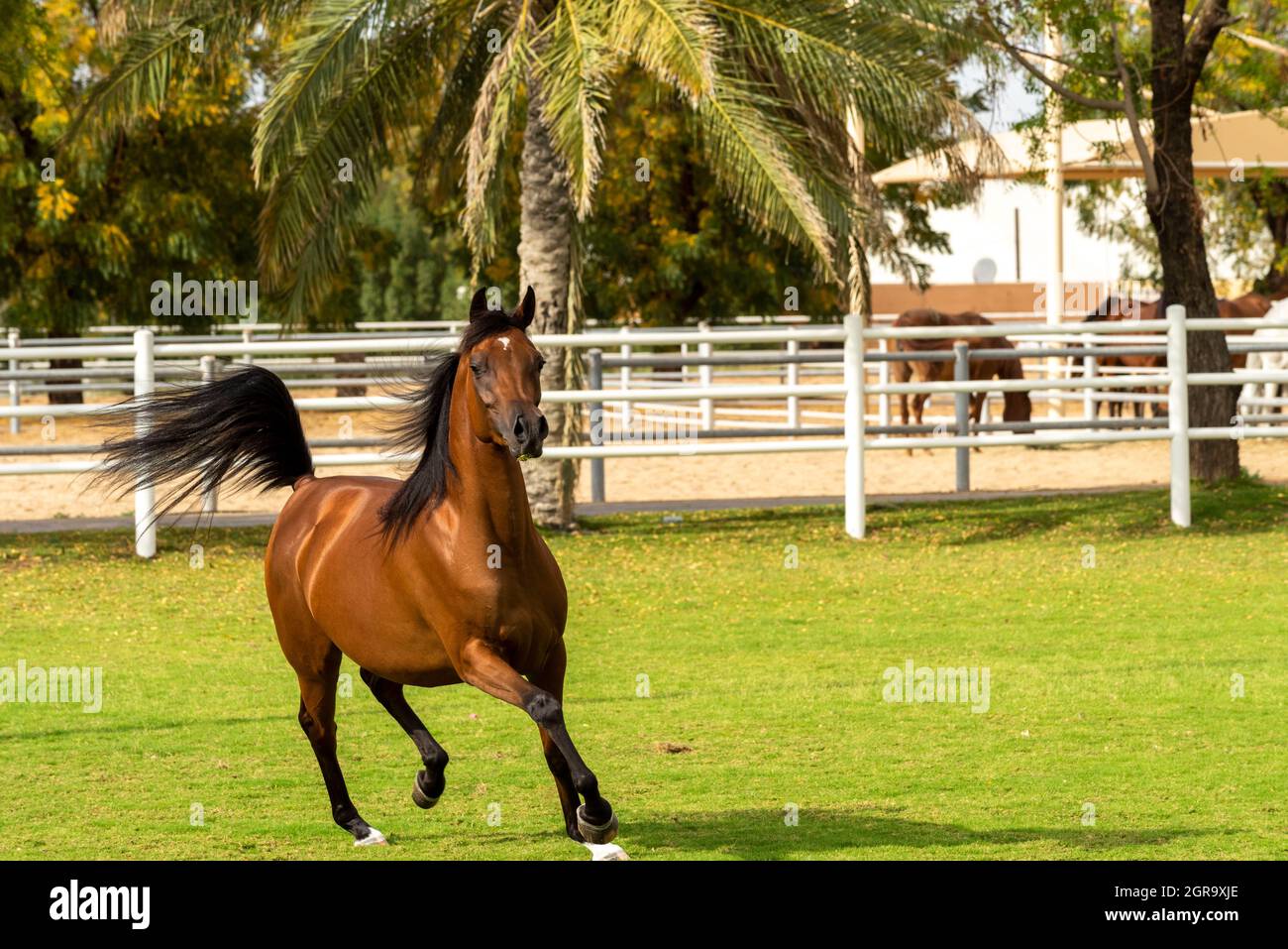 Sharjah horse hi-res stock photography and images - Alamy