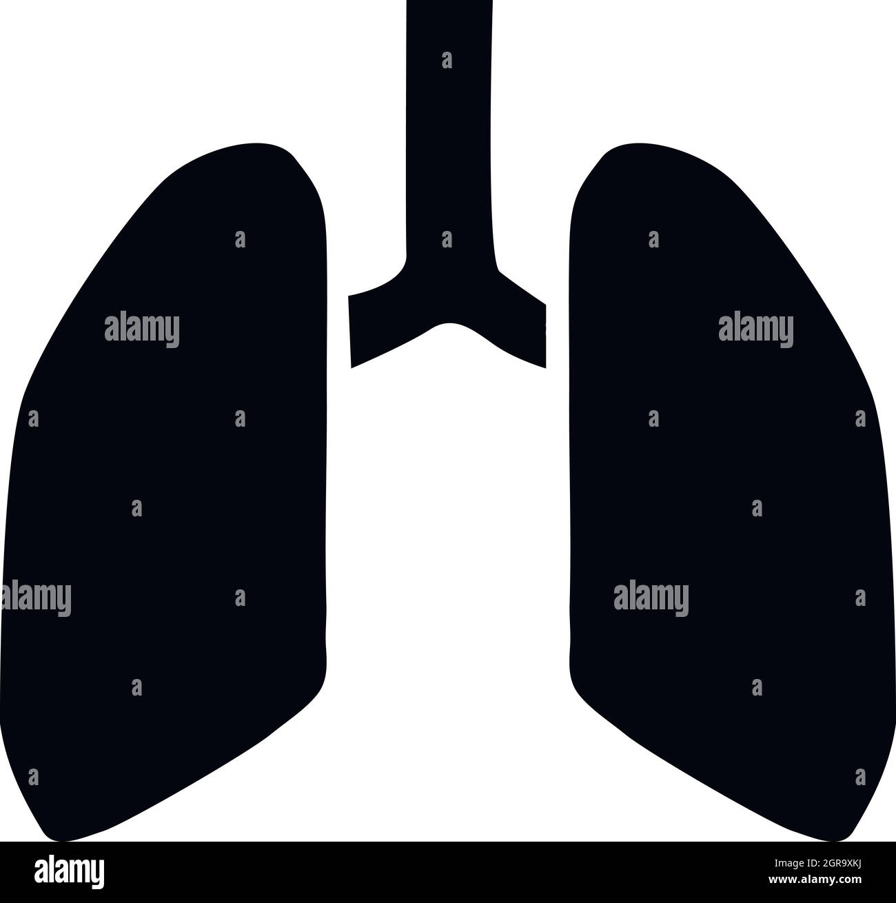 Human Thorax Anatomy High Resolution Stock Photography and Images - Alamy