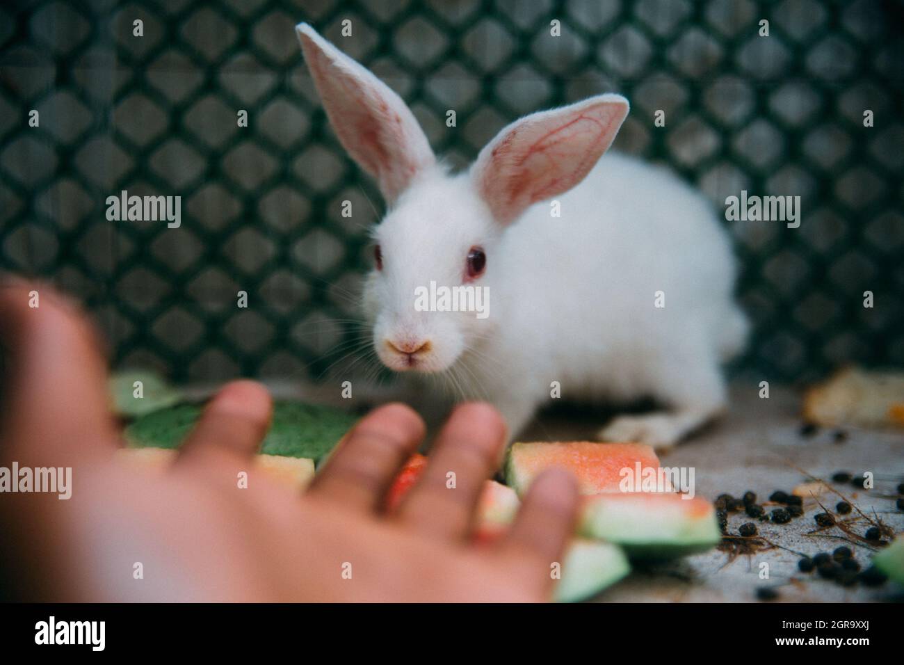 Animal gestures hi-res stock photography and images - Alamy