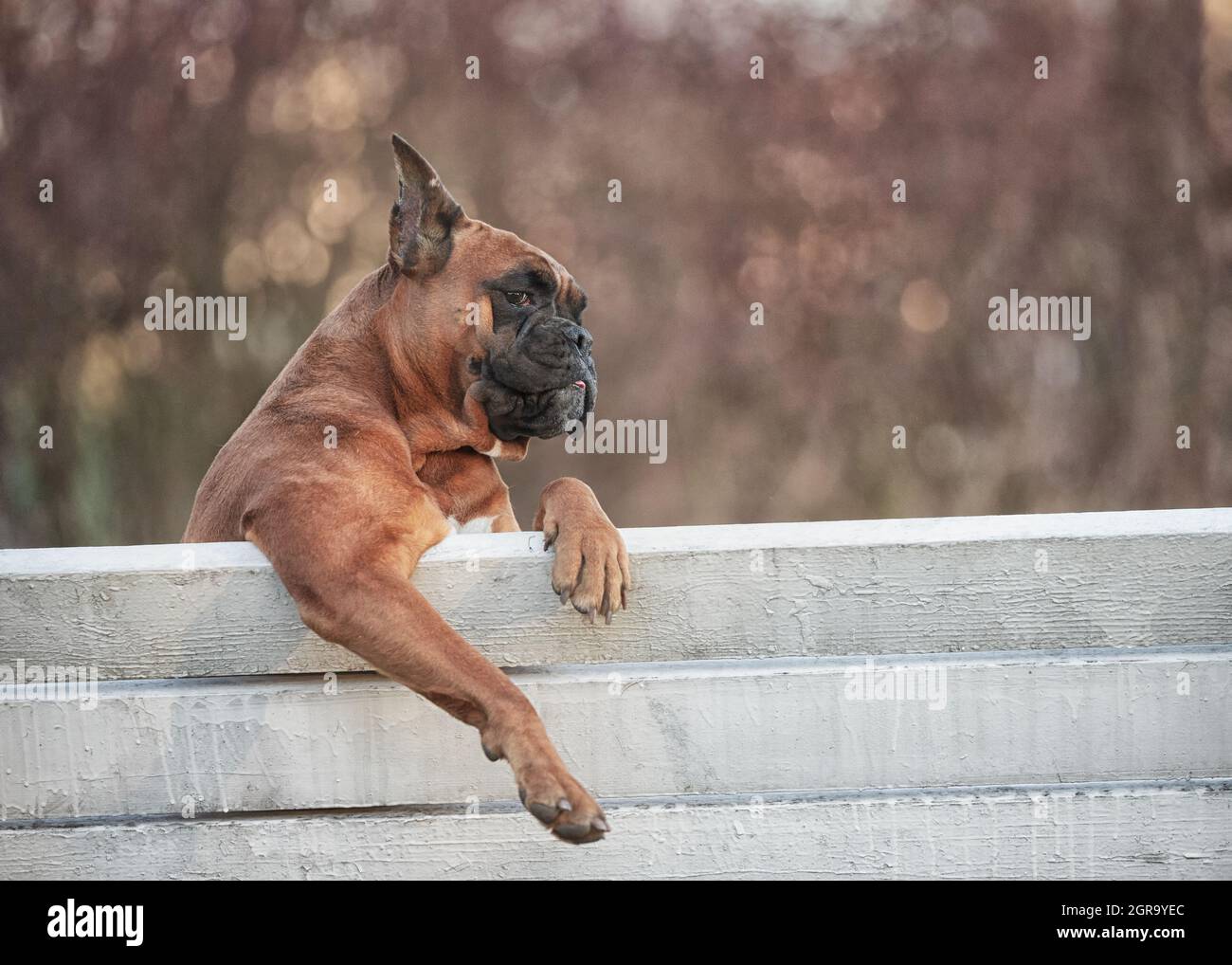 German Boxer Dog Sits On A Park Bench On A Spring Day Stock Photo - Alamy
