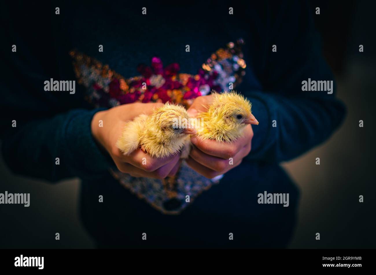 11 chickens hi-res stock photography and images - Alamy