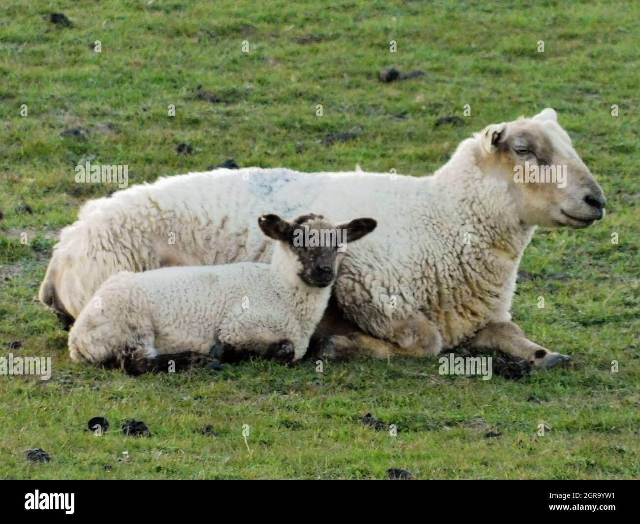 Lamb and mother rest hi-res stock photography and images - Alamy