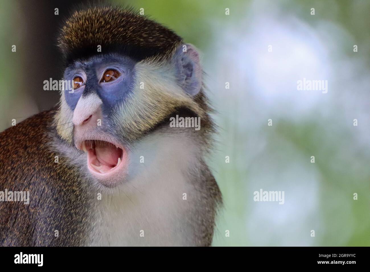 Schmidt's red tailed monkey hi-res stock photography and images - Alamy