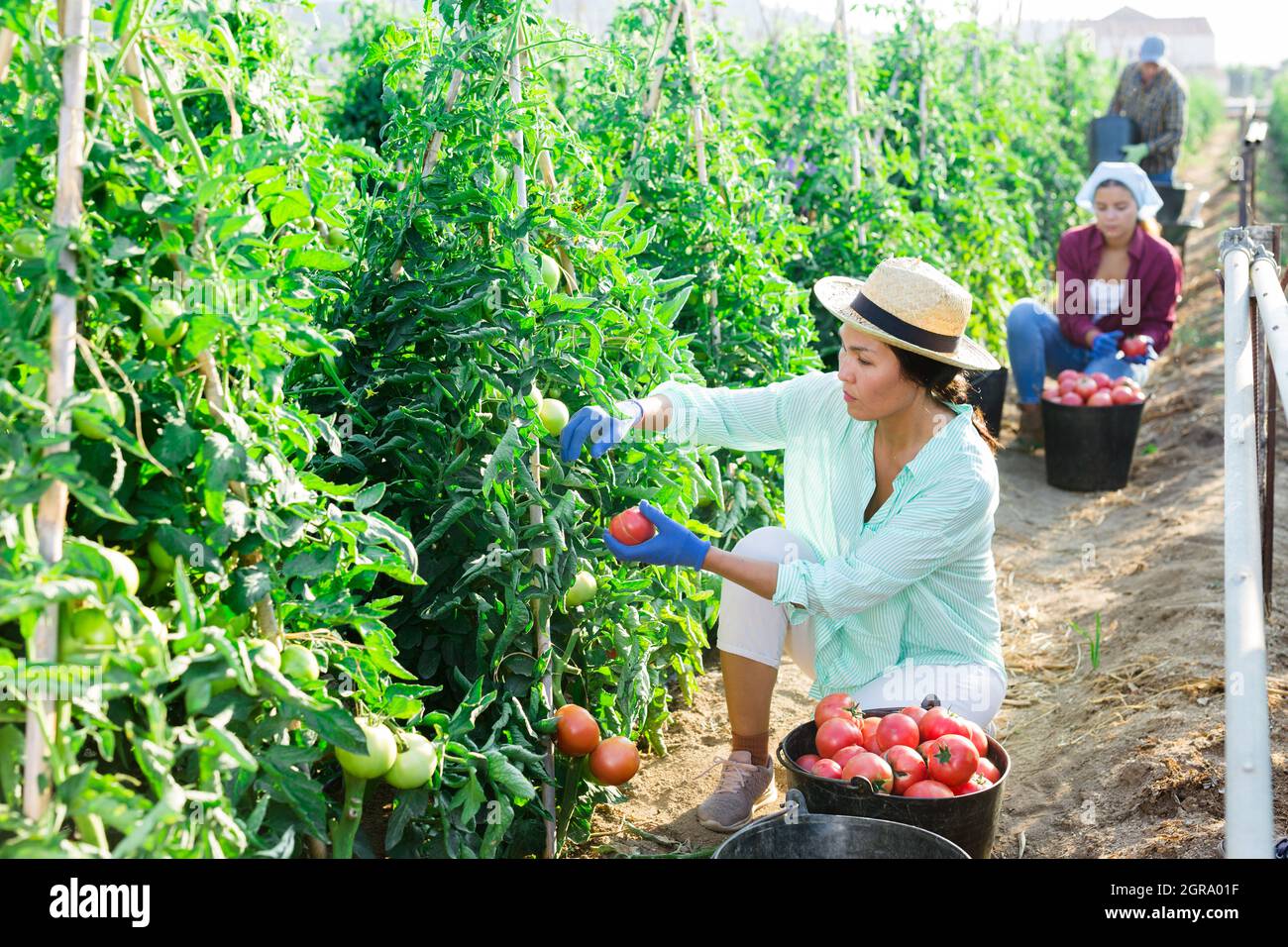 People harvesting tomatoes in vegetable garden Stock Photo - Alamy