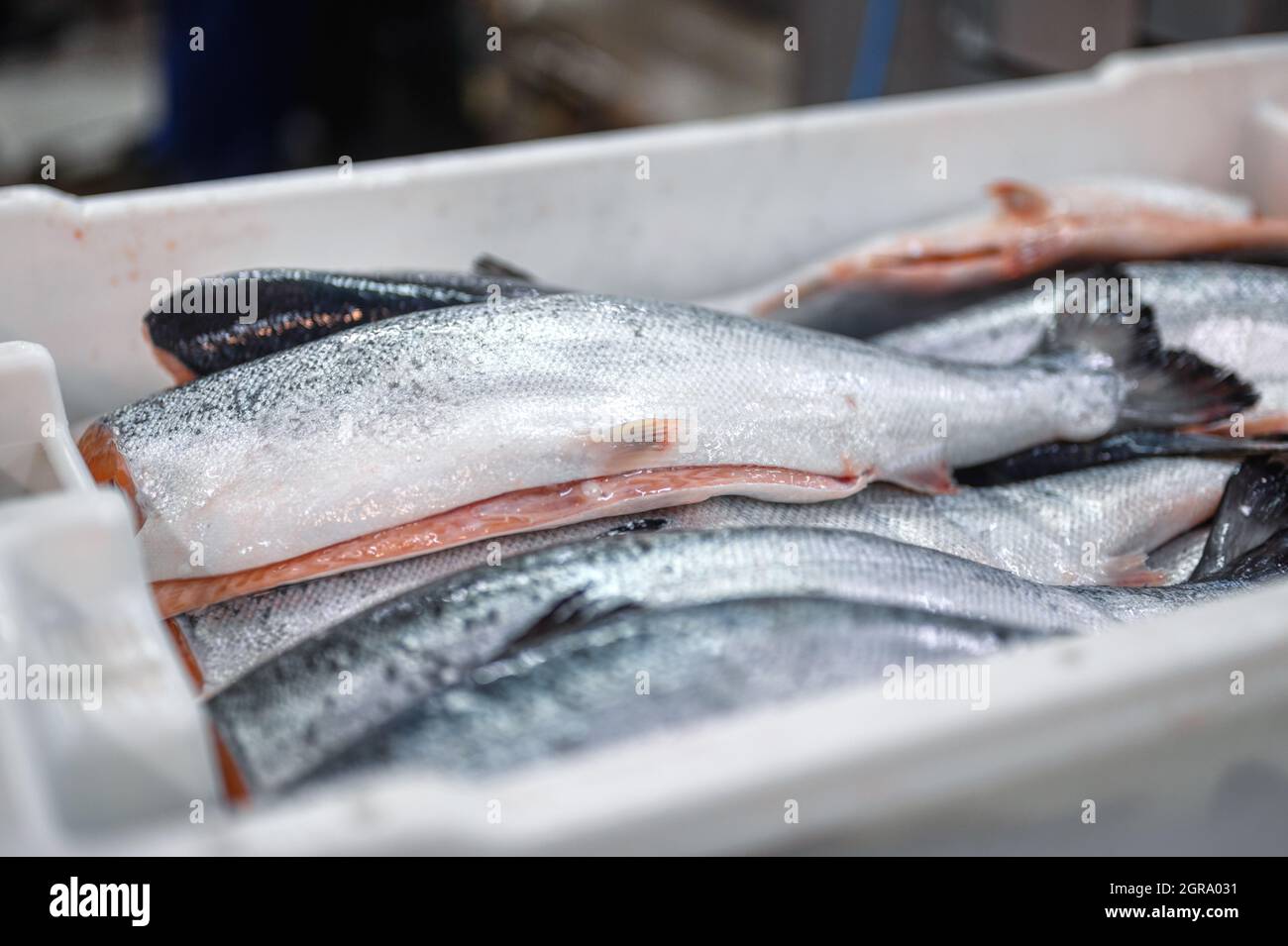 Chilled marine fish hi-res stock photography and images - Alamy