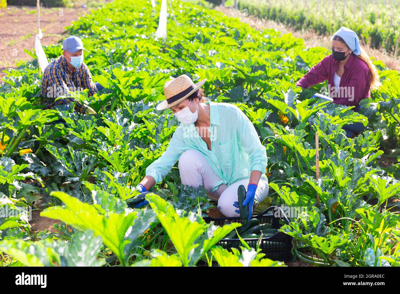 Asian female farmer in protective mask harvesting green zucchini Stock ...