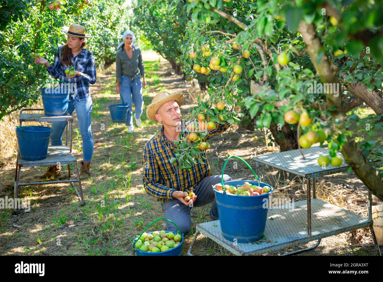 Man farmer harvesting ripe pears from tree in garden Stock Photo - Alamy