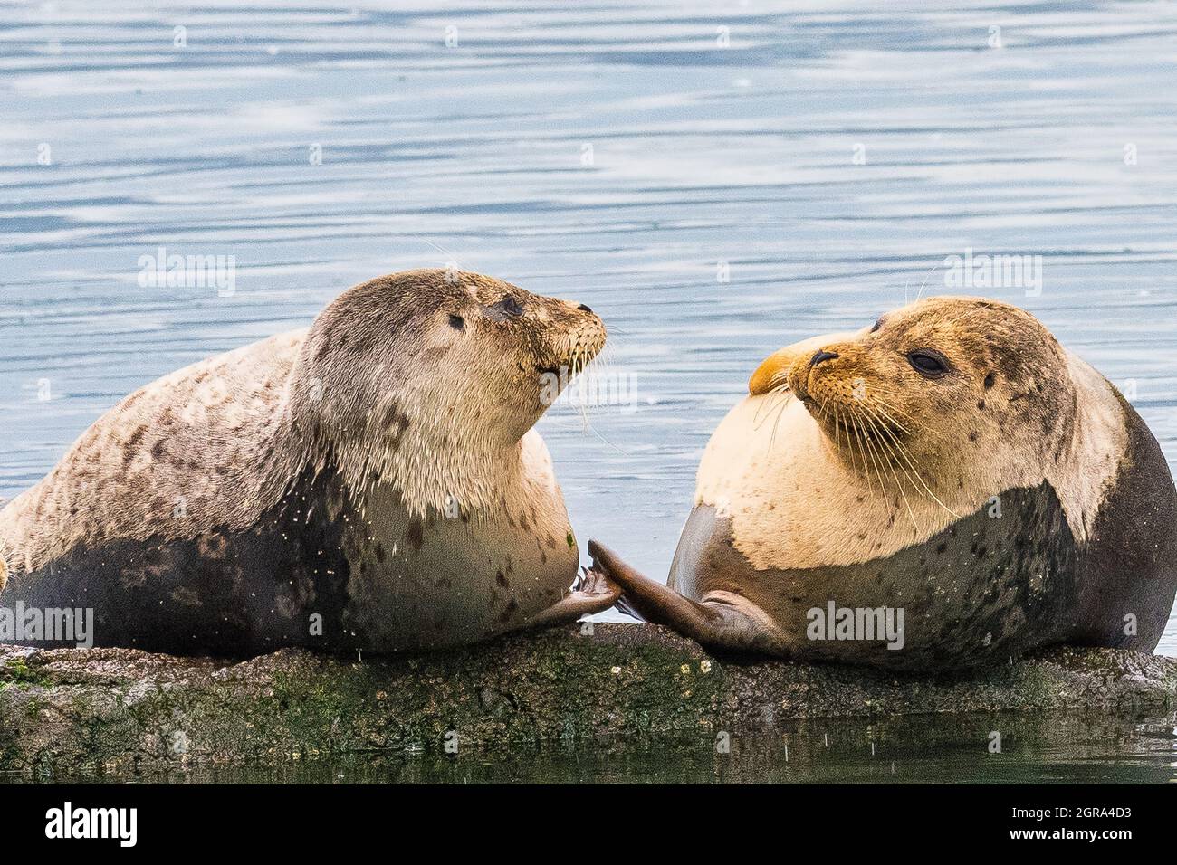 Cuddling seals hi-res stock photography and images - Alamy