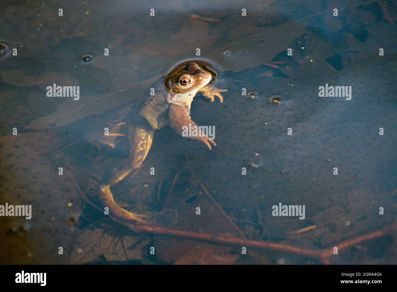 Frog spawning underwater hi-res stock photography and images - Alamy