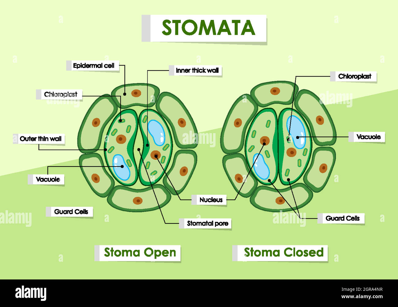 Diagram showing details of plant cell Stock Vector Image & Art - Alamy Diagram showing details of plant cell Stock Vector Image & Art - Alamy